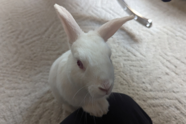 11 Personal Finance Tips You Need for 2024 - Bunnies and Monies